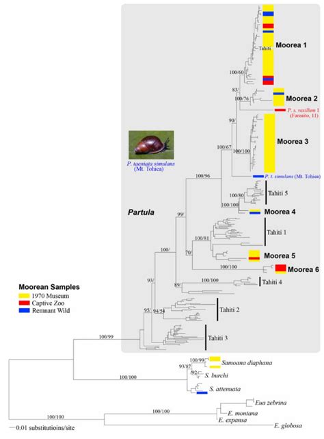 Maximum Likelihood Tree Showing An Overview Of The Inferred Download Scientific Diagram