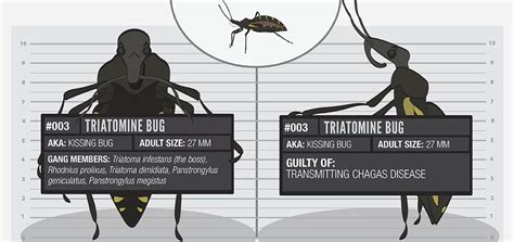 Usual Suspect 003 Triatomine Bug