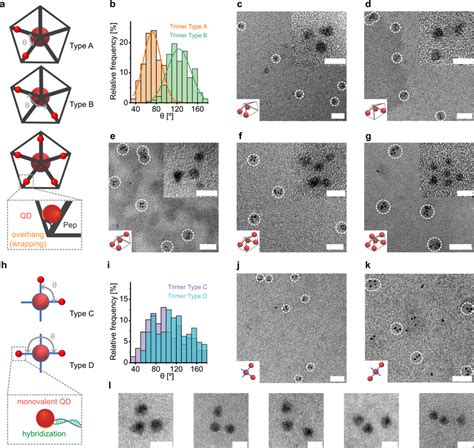 Valence Geocoded Qd Based Colloidal Molecules A Schematic Of Pep Based Download Scientific
