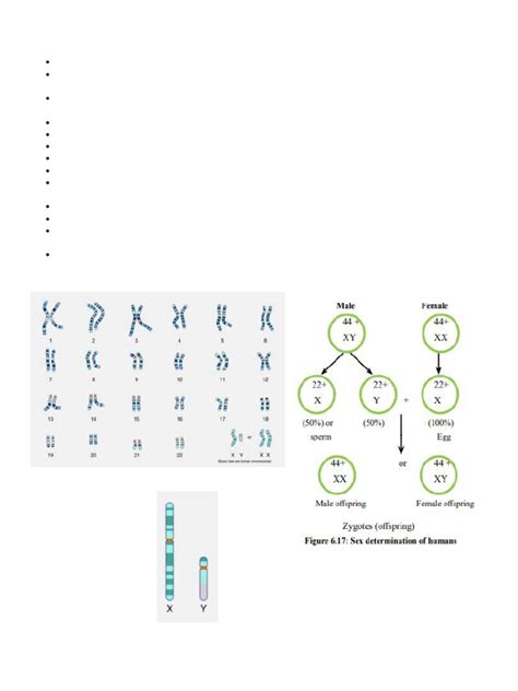 Human Sex Determination Pdf