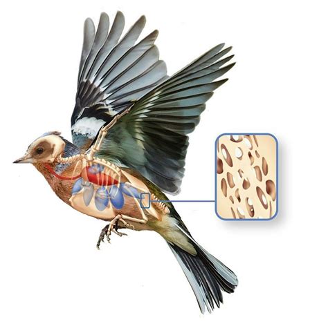 Bird Anatomy By Claudia Saraceni The Scientific Illustration