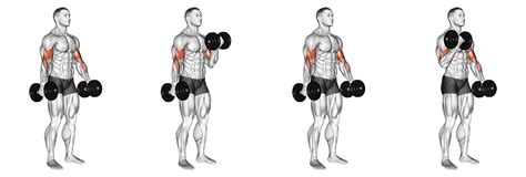 Biceps Workout At Home With Dumbbells To Increase Size A Lean Life