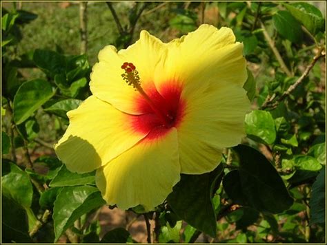 Bright In Yellow A Yellow Hibiscus As Is From My Cam Wit Flickr