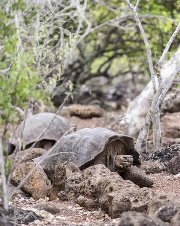 ガラパゴス諸島サン・クリストバル島のゾウガメ繁殖センターの林を歩く鞍型甲羅のガラパゴスゾウガメの写真素材 Fyi07426274 ストックフォトの Qlean Market（キュリン