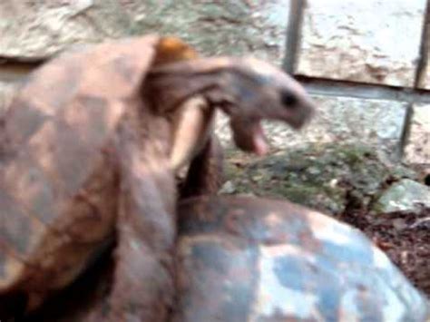 Turtle Sex Youtube