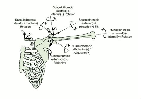 Representation Of Scapulothoracic And Humerothoracic 3d Angles Download Scientific Diagram