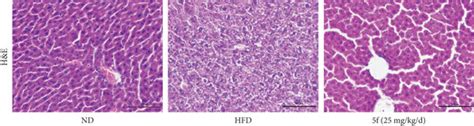 Effects Of Compound 5f In Hepg2 Cells And Mice A Cellular