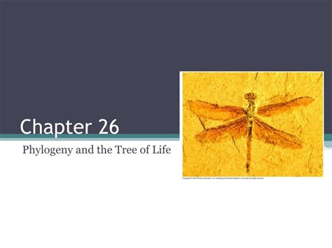 Ppt Phylogeny Tree Of Life And Evolutionary Relationships Powerpoint