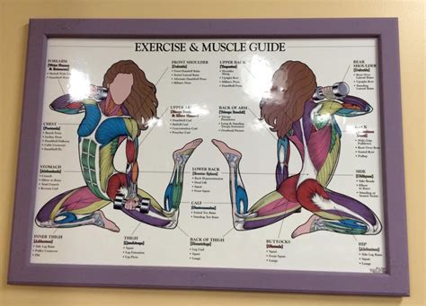 Gender And Anatomy Illustrations NSFW Sociological Images