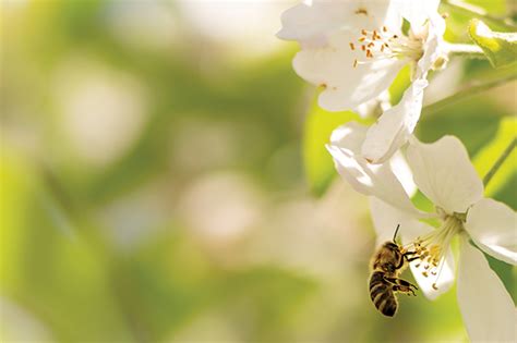 Forest Literacy Framework Project Learning Tree Canada