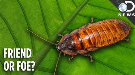 Why Do Cockroaches Even Exist Youtube