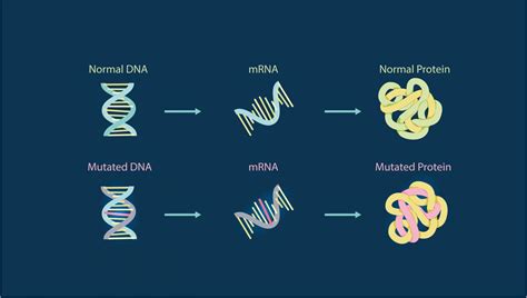 Protein Struktur Regulator Proteins Structure Revealed In 3d
