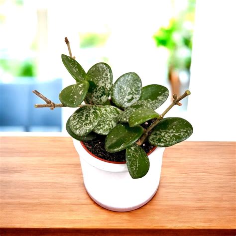 Hoya Mathilde Splash D6 Parfumata