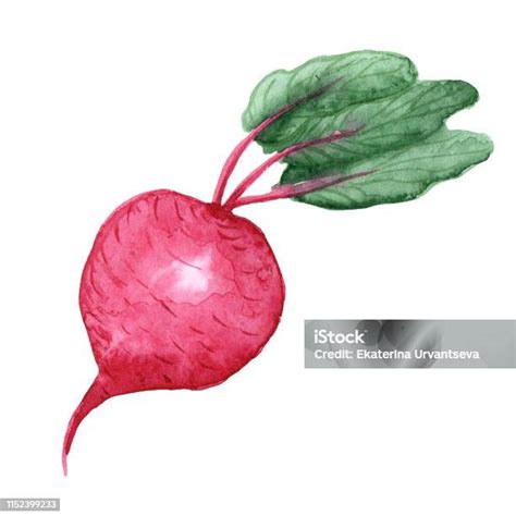 손으로 그린 흰색 배경에 나뭇잎과 야채 사탕의 수채화 그림 건강한 생활방식에 대한 스톡 벡터 아트 및 기타 이미지 건강한 생활방식 건강한 식생활 날카로운 Istock