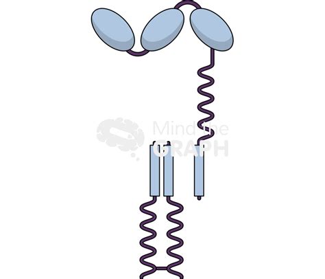 Free Fc Receptor 1 Icons Symbols Pictures And Images Mind The Graph