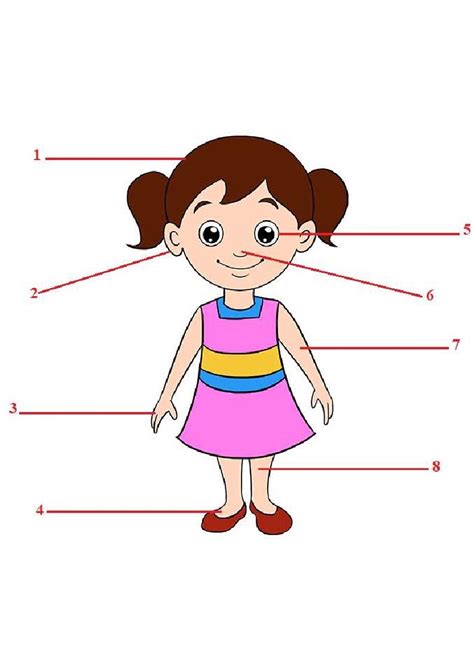 Ілюстрація для перевірки знань з теми Частини тіла