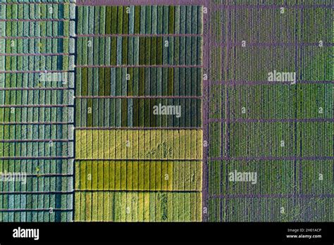 Top View Of Agricultural Test Plots With Different Sorts Of Cereal Crops Hybrids Shoot From