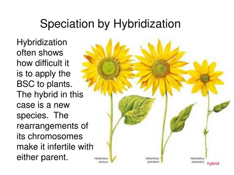 Ppt Sequence Diversity In Evolution And Crop Improvement Powerpoint