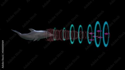 Dolphin Emitting Sonar Echolocation Signals Cetacean Sends Signals Sound Waves Through