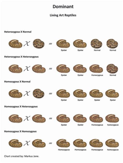 Ball Python Morph Chart Educational Chart Resources