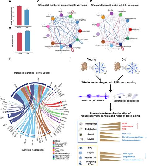 Aging Associated Alterations Of Cell Cell Interactionsa B Bar Plots