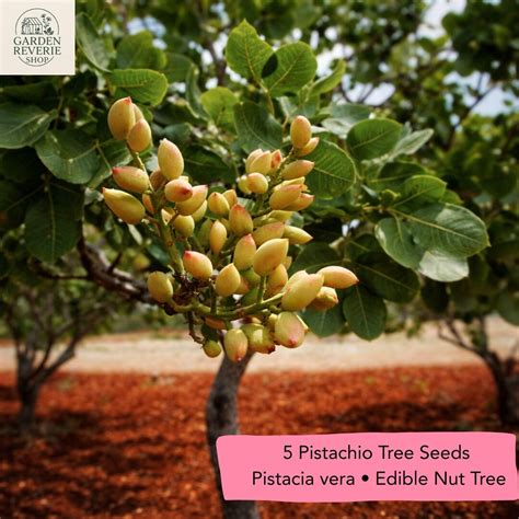 5 Pistachio Tree Seeds Edible Nut Plant Etsy