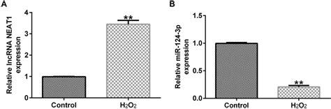 Lncrna Neat1 Levels Are Significantly Elevated While Mir 124 3p Levels Download Scientific
