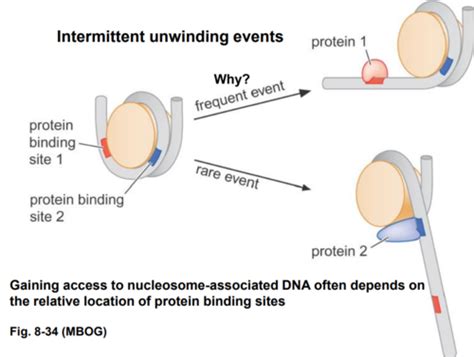 Molec Bio Exam 2 Nucleosome Remodeling Complexes Flashcards Quizlet