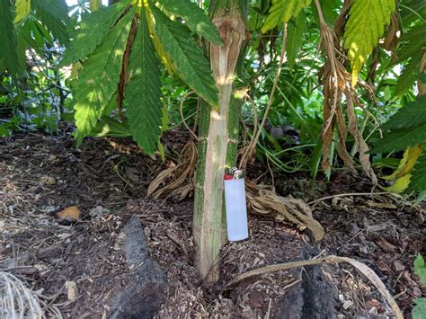 Jurassic Leaves Led To Jurassic Plants Rmicrogrowery