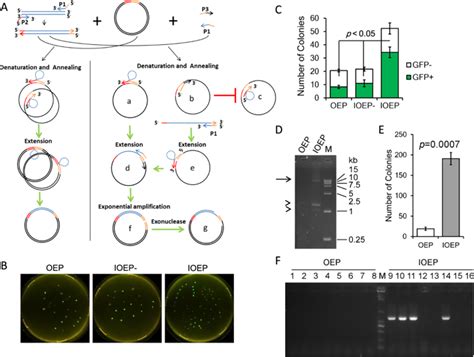 An Improved Overlap Extension Pcr For Simultaneous Multiple Sites Large