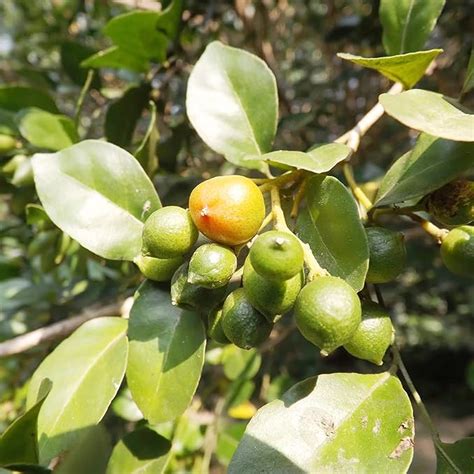 Murraya Paniculata Seeds Orange Jessamine Evergreen Shrub For Hedges