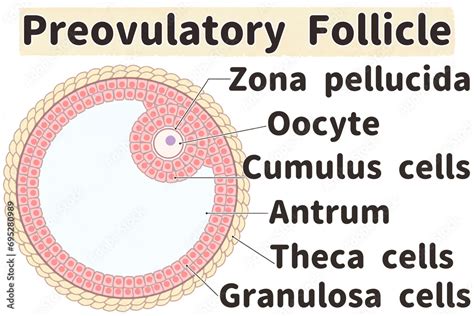 Pre Ovulatory Follicle Graafian Follicle Labeled Diagram Png Stock