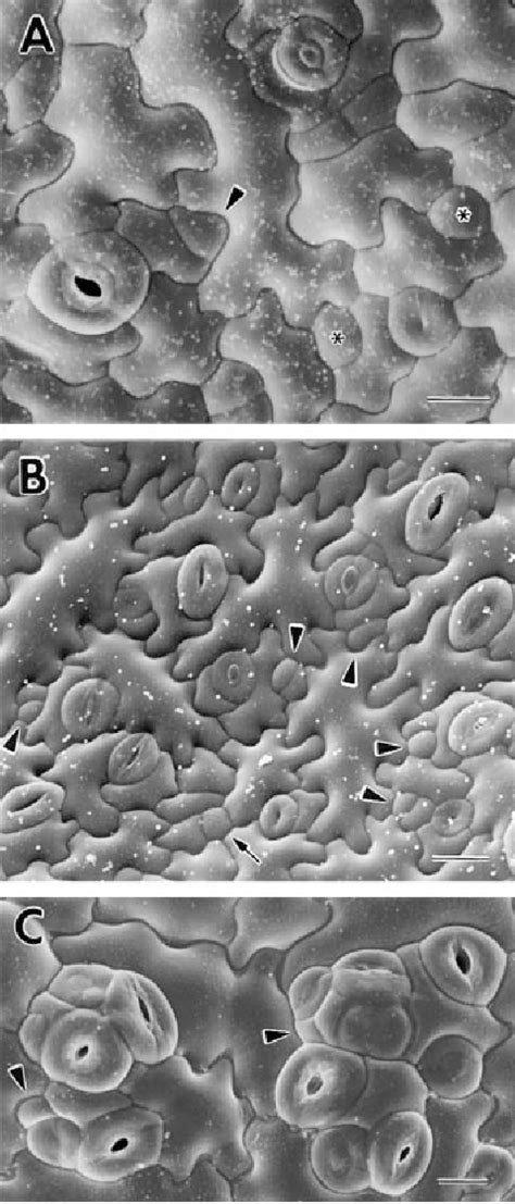 Figure 1 From Oriented Asymmetric Divisions That Generate The Stomatal Spacing Pattern In