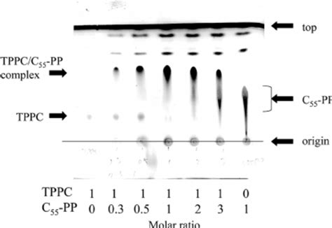 Inhibition Of Undecaprenyl Pyrophosphate C 55 Pp Phos Download Scientific Diagram