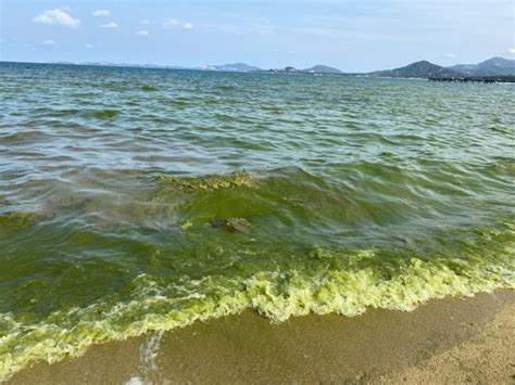 นักท่องเที่ยวตื่น น้ำทะเลชายหาดแม่น้ำ เกาะสมุย กลายเป็นสีเขียวมีกลิ่นคาวหวั่นอันตราย