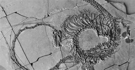 Bij Elkaar Gepuzzeld Fossiel Is Prehistorische ‘chinese Draak Wibnet Nl