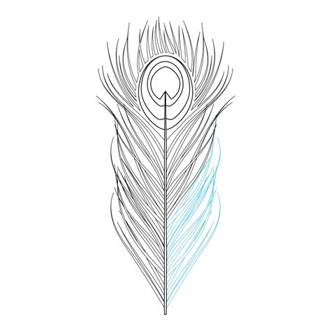 How To Draw A Peacock Feather Step By Step