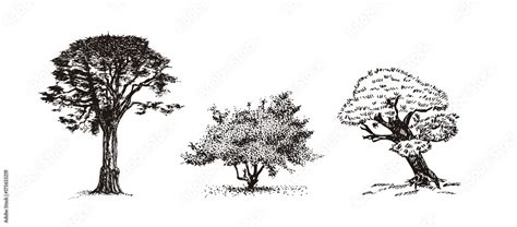 Three Trees Hand Drawn Sketch Hand Drawn Botanical Sketches Of Bushes And Trees Stock