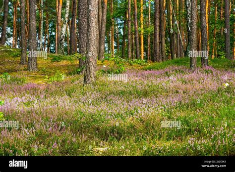 Early Autumn Landscape Of Mixed Forest Thicket With Common Heather Shrub Calluna Vulgaris In