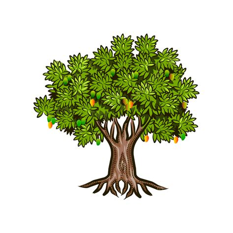 Mango Tree Fruit And Roots On A White Background Vector Illustration Mango Tree Clipart Mango