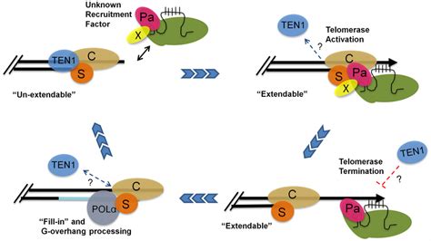 A Model For Telomere Replication In Arabidopsis In The Un Extendable Download Scientific