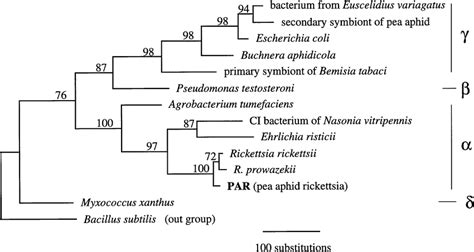 Most Parsimonious Phylogenetic Tree Showing Evolutionary Affiliation Of Download Scientific