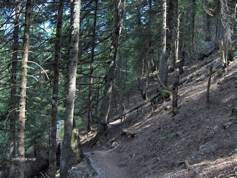 Free Images Tree Nature Path Wilderness Trail Jungle Ridge