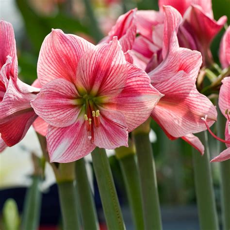 Amaryllis Flower