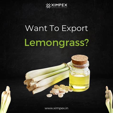 Want To Export Celery Ximpex Medium