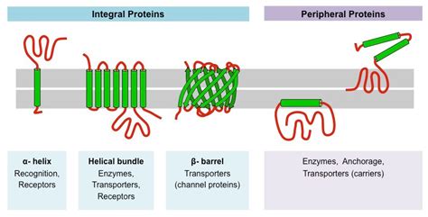 Membrane Proteins Bioninja