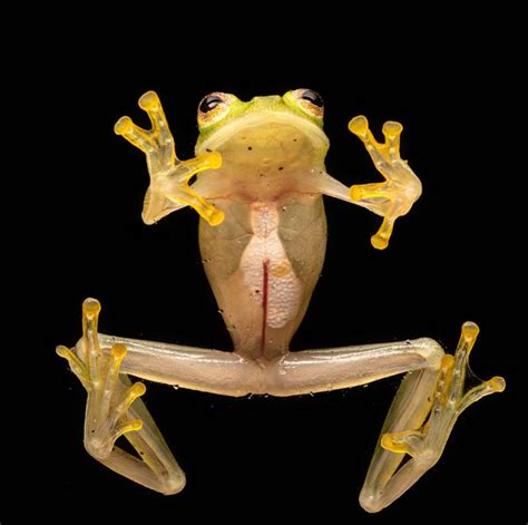 This Glassfrog Can Make Itself Transparent When It Sleeps And It S The