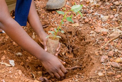 Why Composting Is Important For A Sustainable Environment Youth In Food Systems