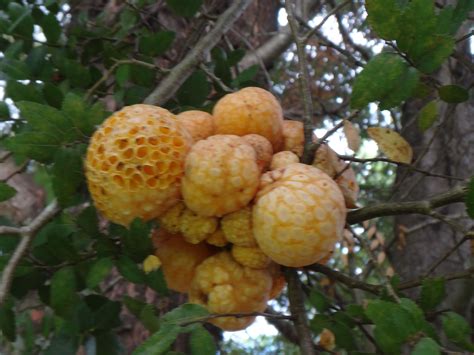 Cyttaria Darwinii Hongo Del Coihue En Curarrehue Araucanía