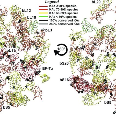 Conserved Lysine Acetylation Sites On Bacterial Ribosomal Proteins